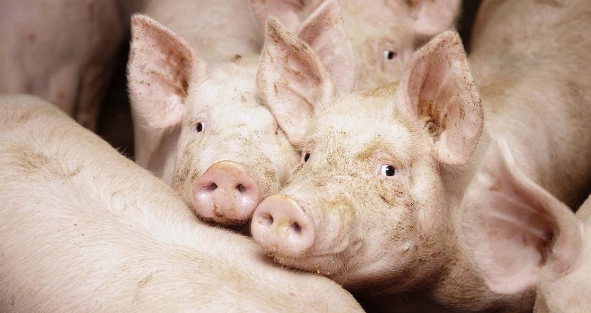 Gapping World | Japfa Việt Nam khởi công nhà máy chăn nuôi lợn mới tại ...